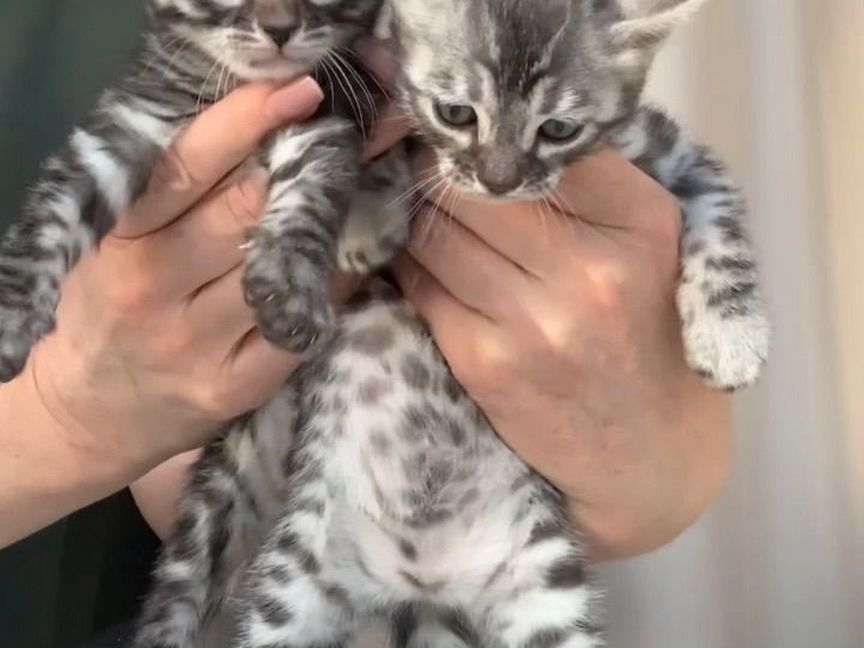 Бенгальские девочки и мальчики в серебро уголь