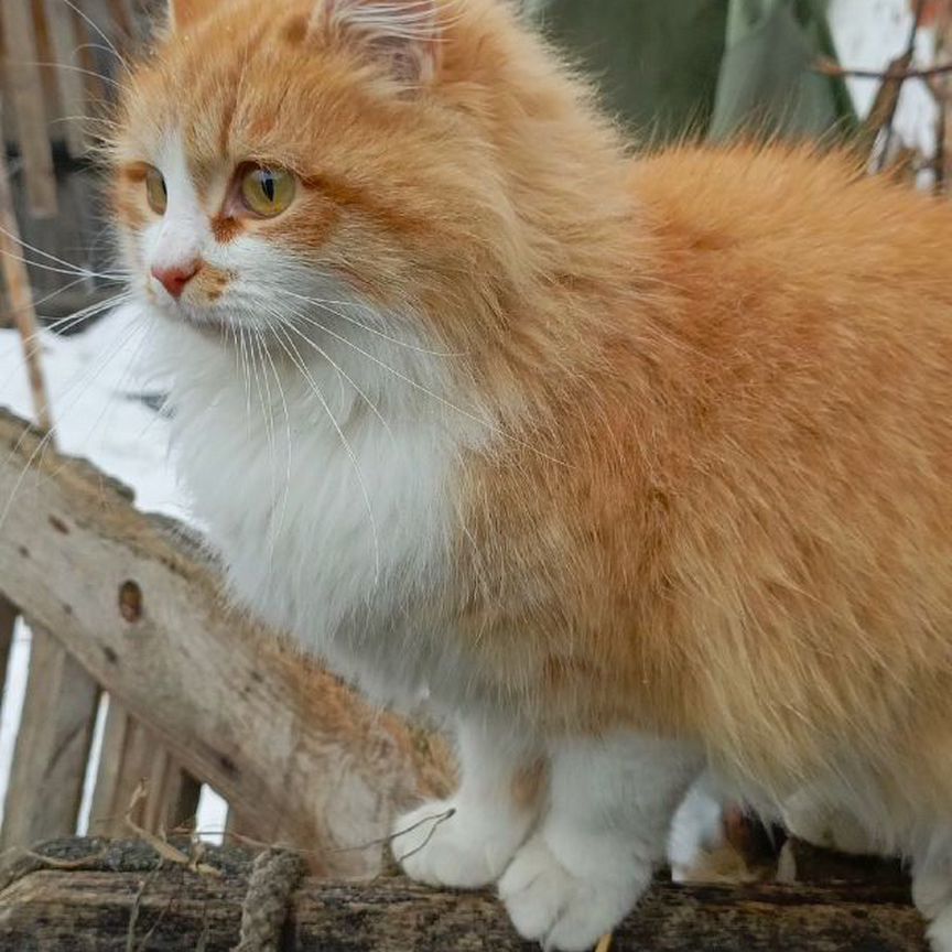 Кошечка в добрые руки