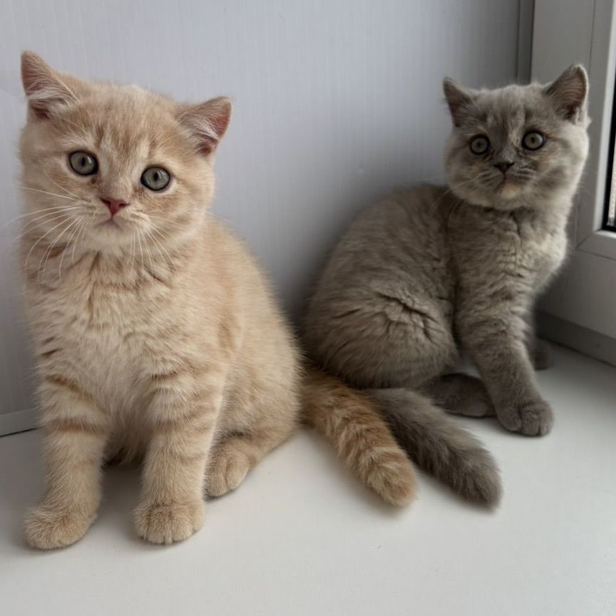 Британские котята с родословной