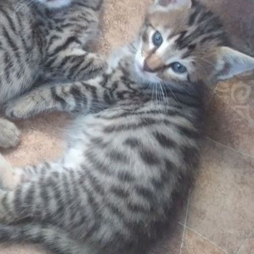 Котик Бакс 2 месяца