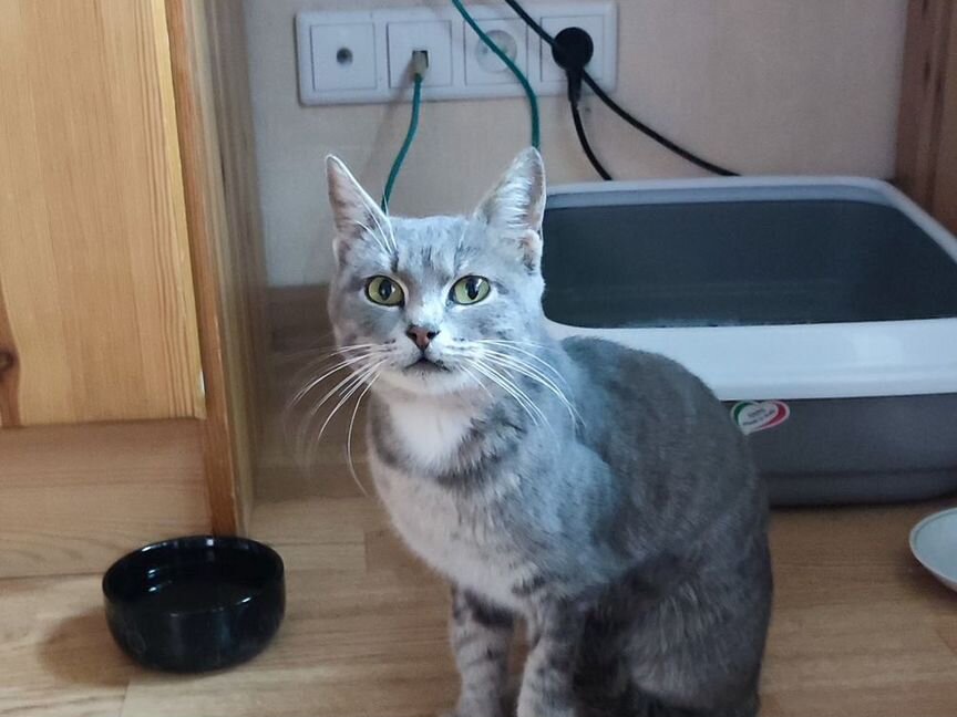 Дымчатая скромняга 8 месяцев