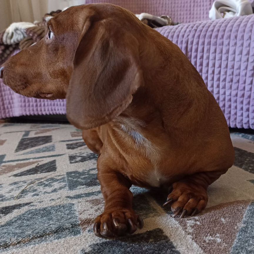 Такса, взрослый пёс