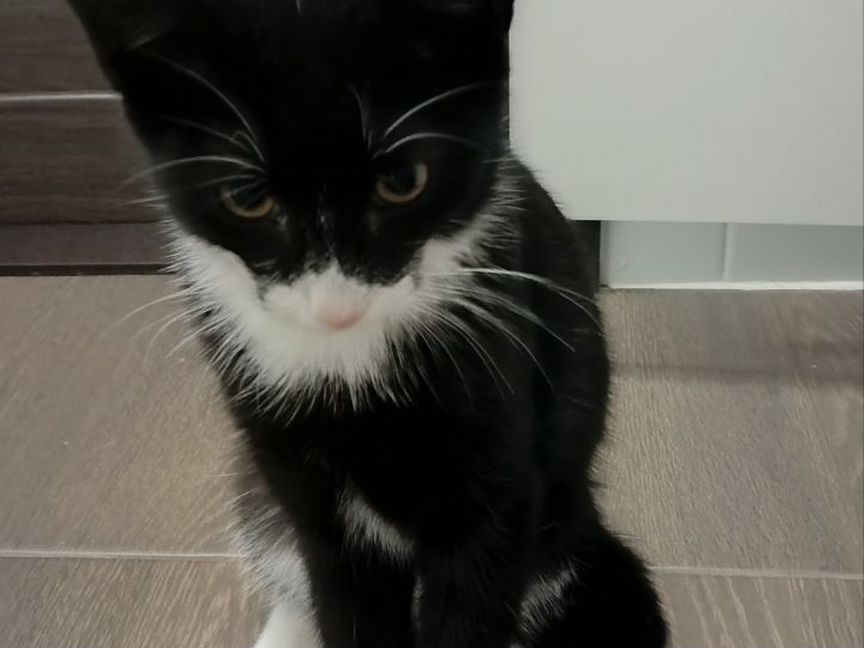Котенок