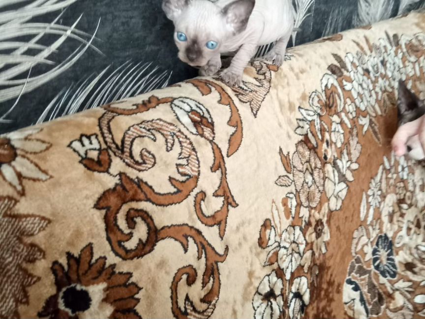 Котята
