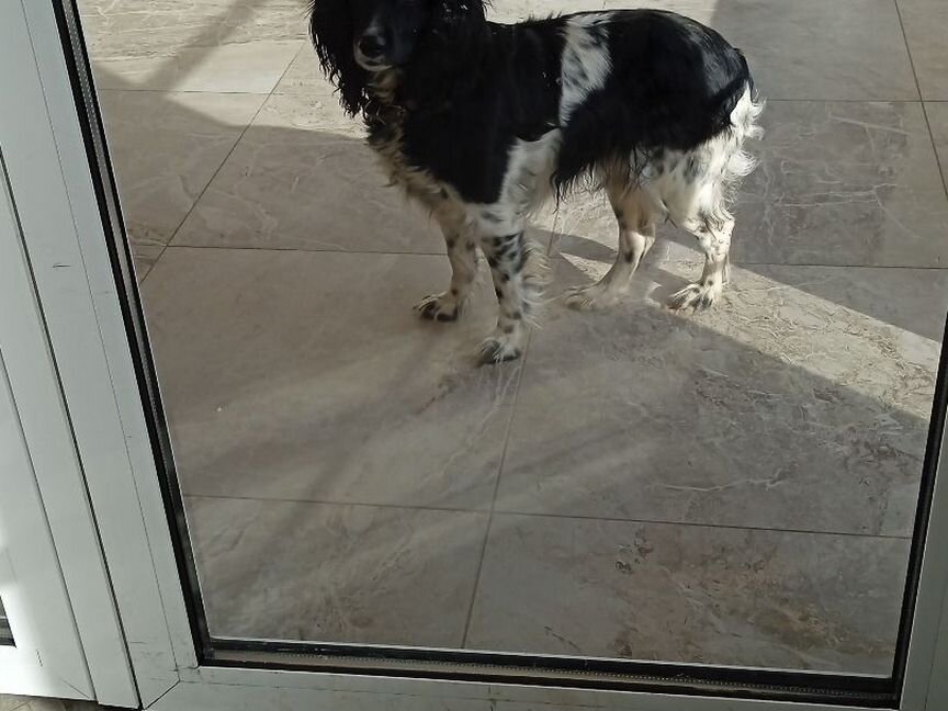 Найдена собака