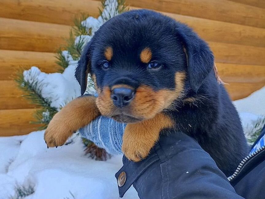 Щенки ротвейлера месяца