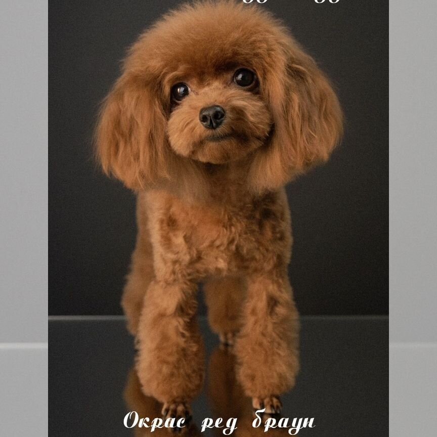 Пудель, щенок