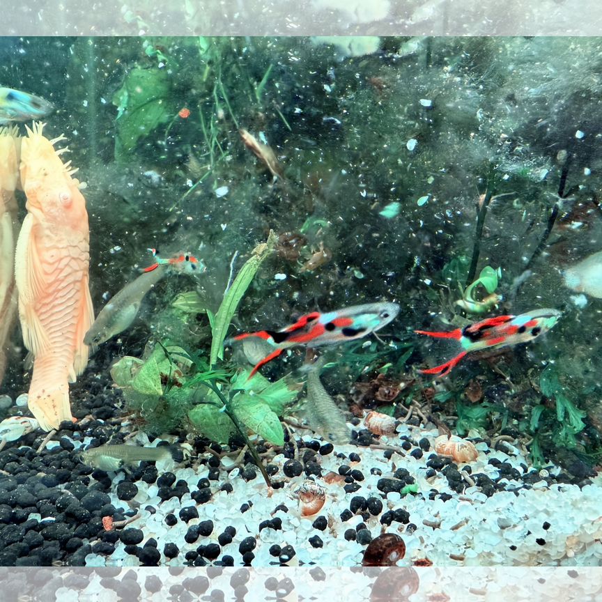 Рыбки гуппи эндлера