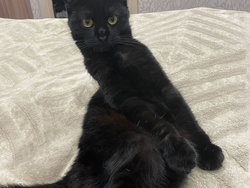 Кошка вислоухая