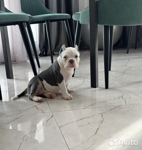 Американский булли покет