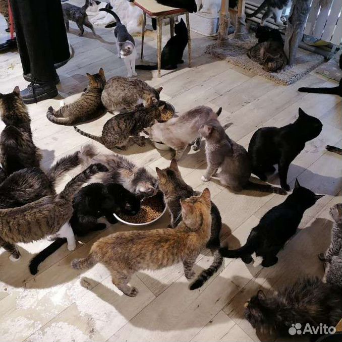 Приюту на постоянной основе нужна помощь кормом