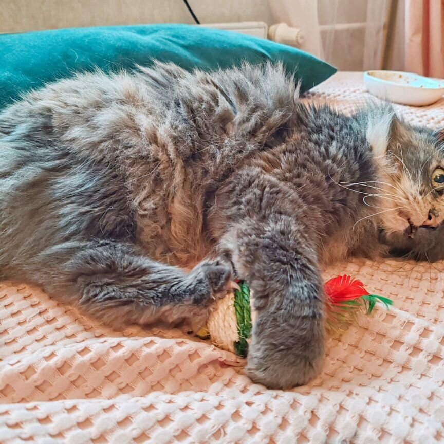 Красивая кошка в добрые руки