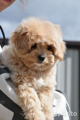 Мальчик Пряник