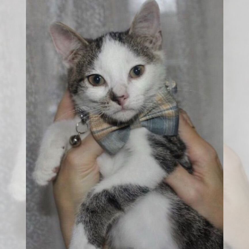 Ласковый игривый котенок