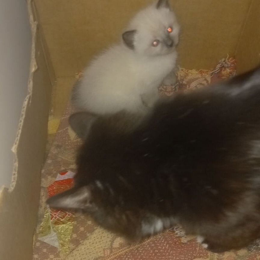 Котёнок в добрые руки