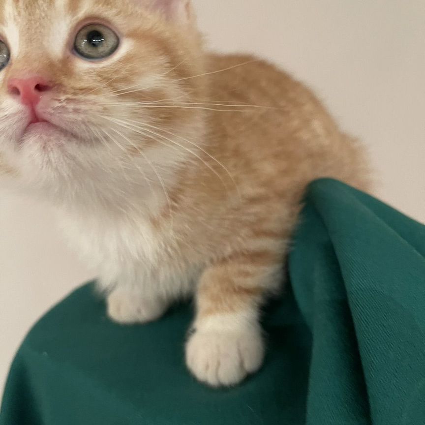 Котик 2 месяца в белых носочках