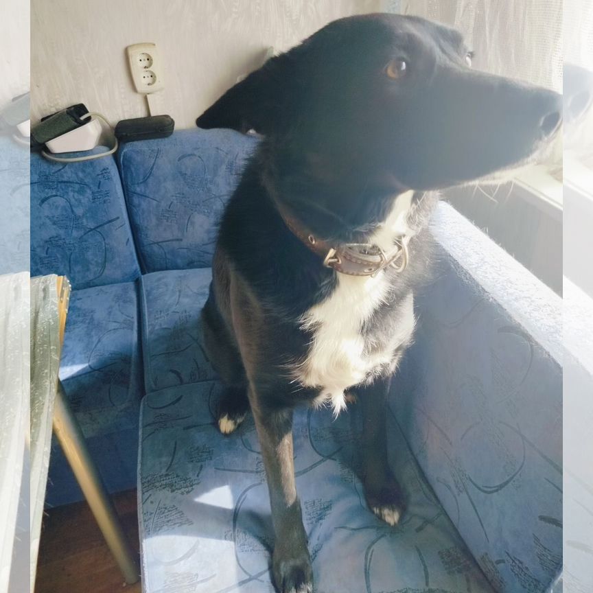 Взрослая собака в добрые руки