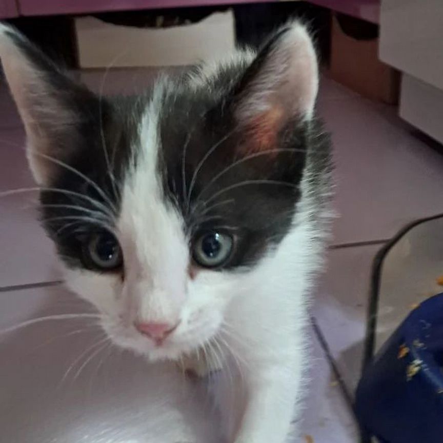 Котёнок в добрые руки