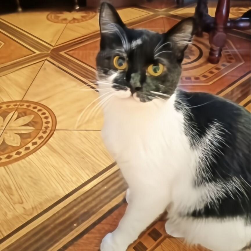 Взрослая, кошка в добрые руки