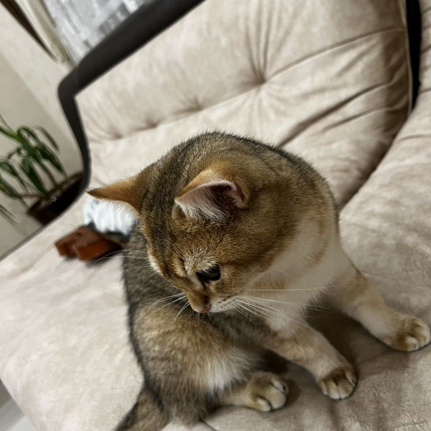 Кот золотая шиншилла