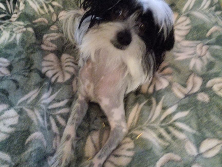 Случка собак китайская хохлатая