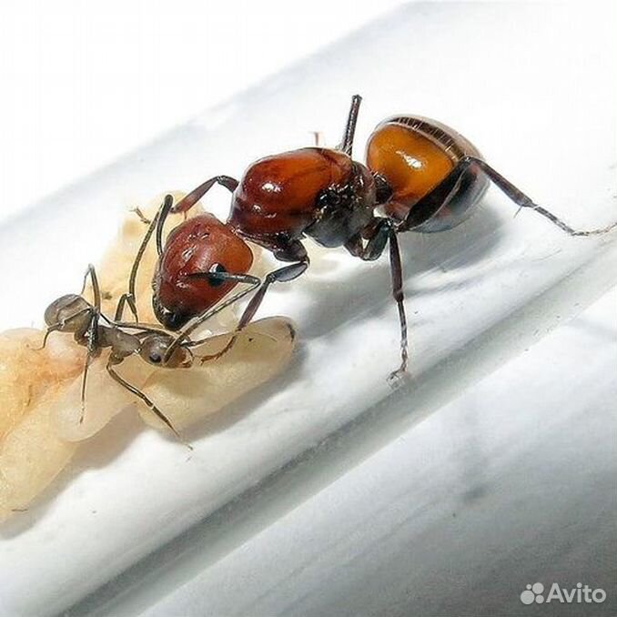 Муравьи для фермы (всё в наличии)