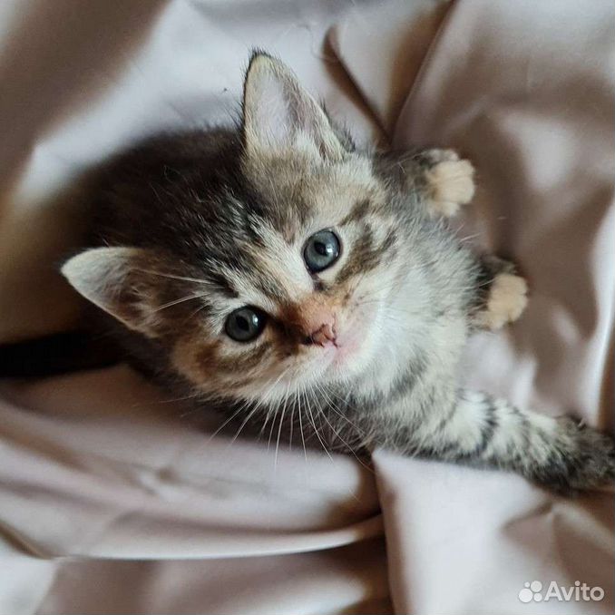 Котёнок девочка 1 мес. От домашней кошки