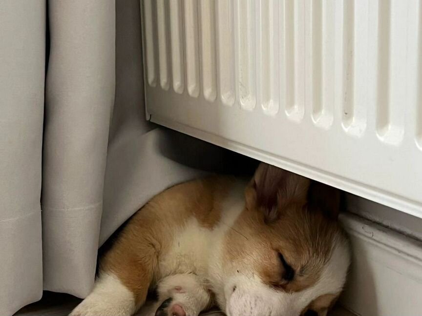 Вельштерьер