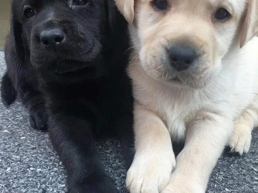 Щенки лабрадора