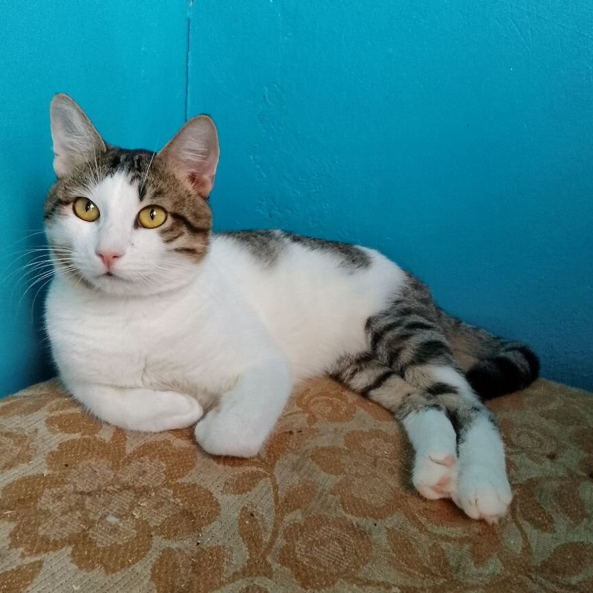 Кот ищет дом