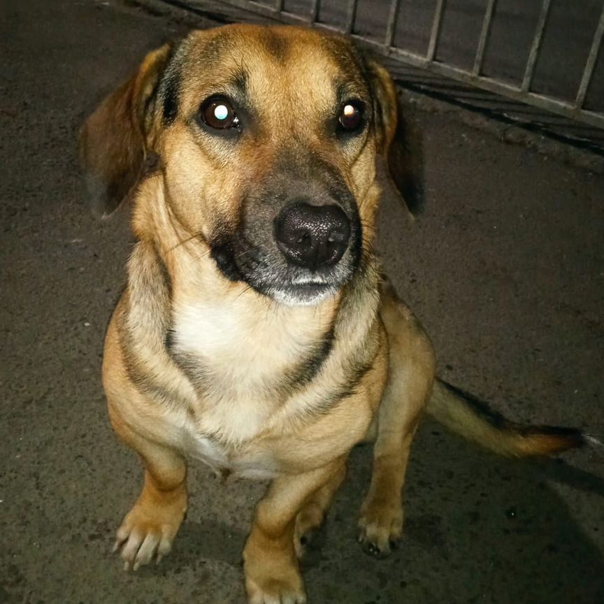 Взрослый пёс в добрые руки