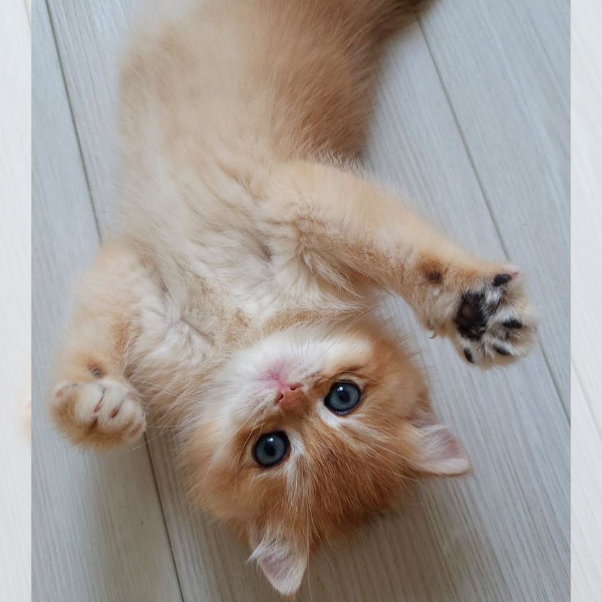 Британский короткошёрстный котёнок