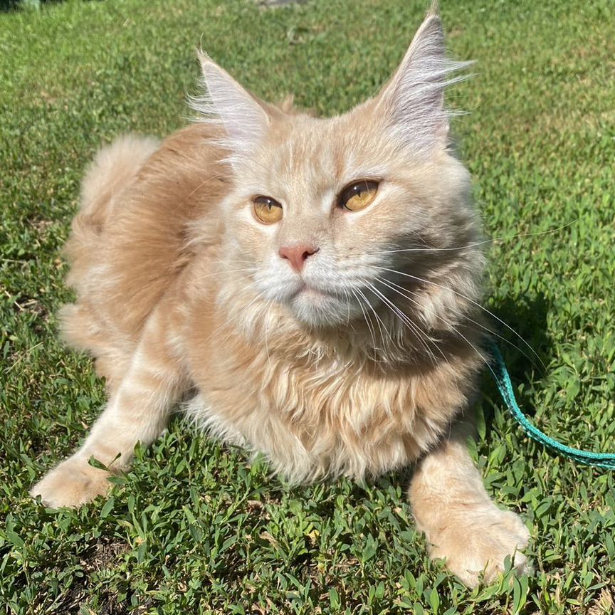 Кот мейн-кун вязка