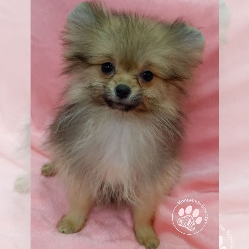 Померанский шпиц, щенок