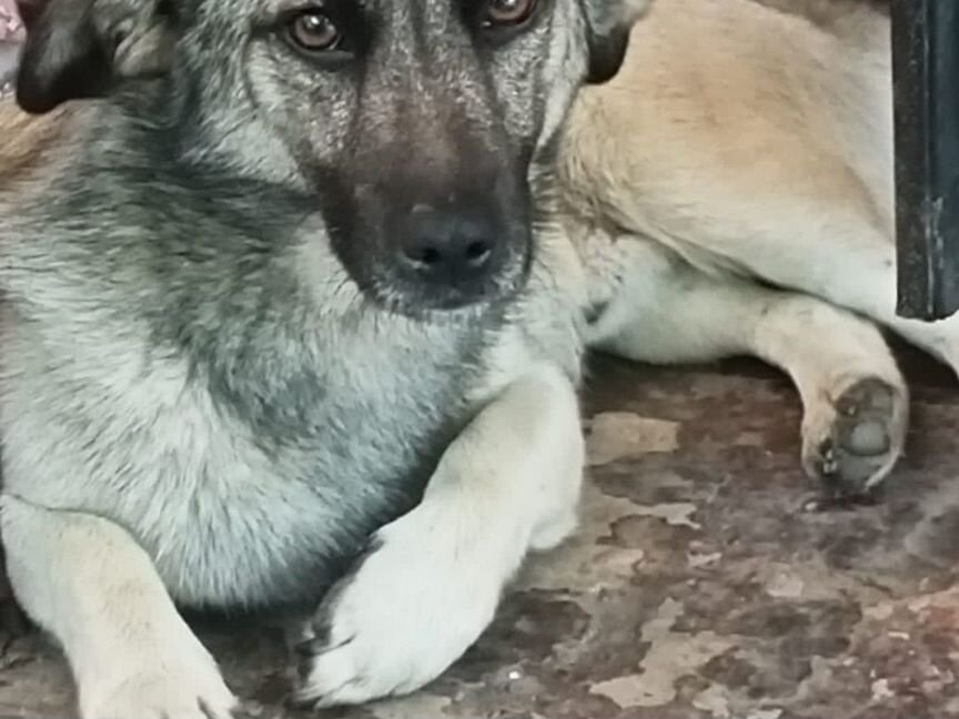 Собака в добрые руки