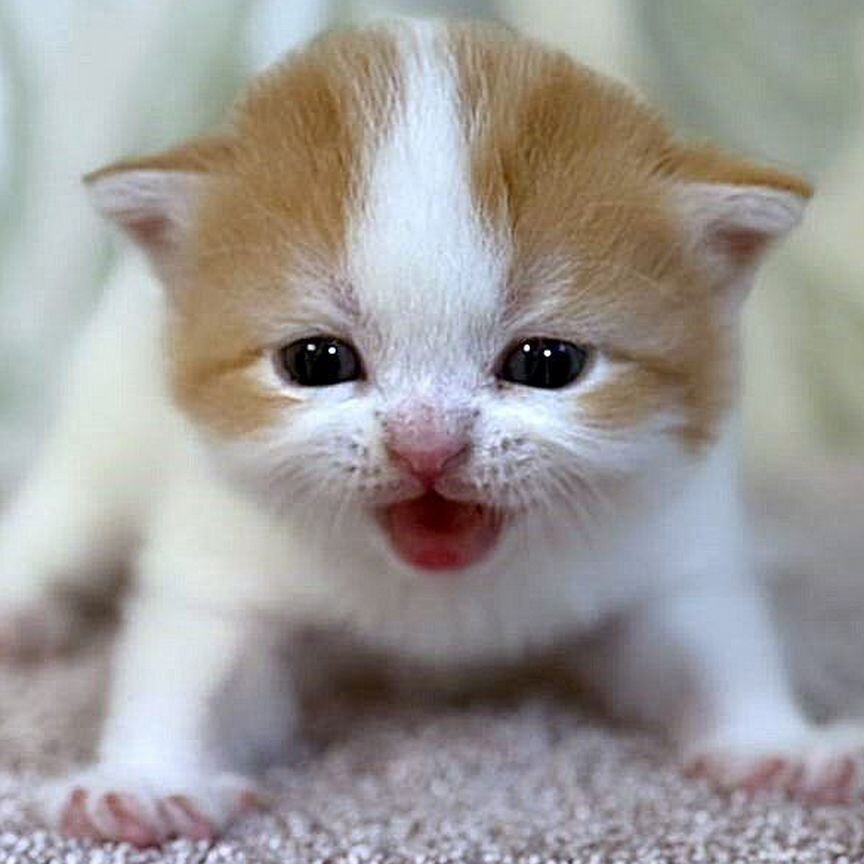 Шотландский прямоухий короткошёрстный котёнок