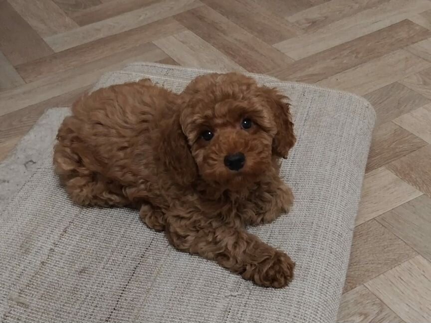 Щенок той- пуделей