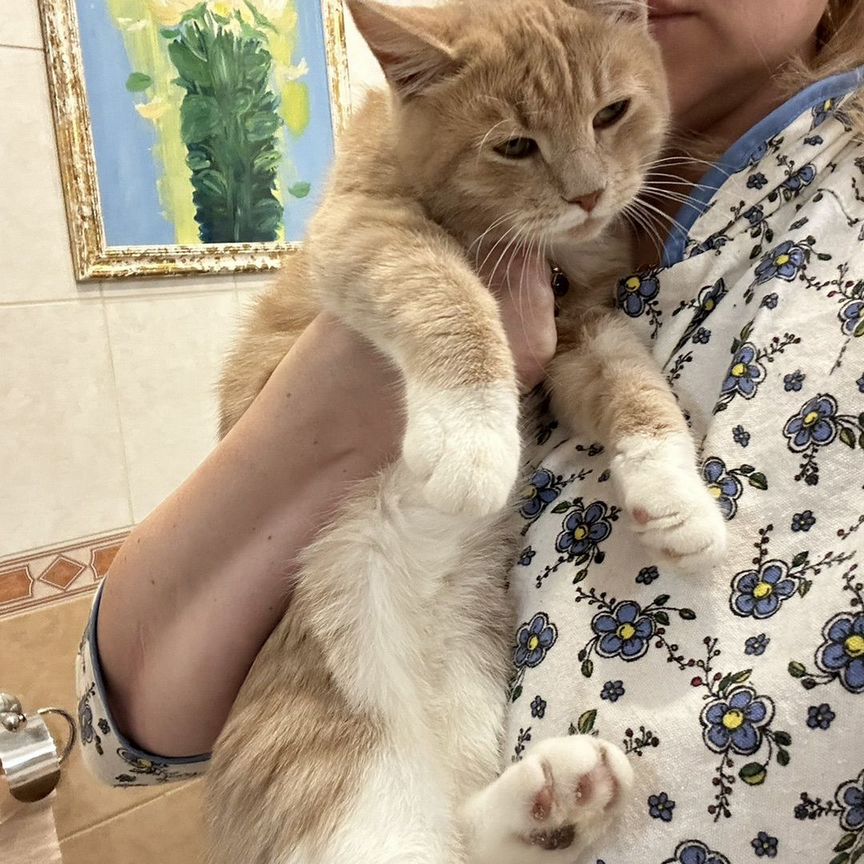 Котенок по имени Кузя