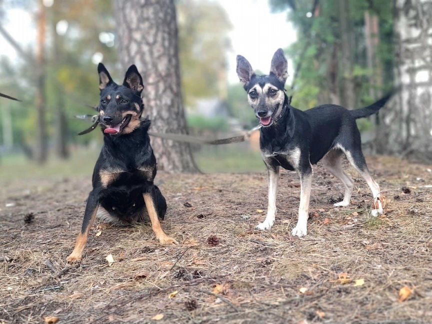 Собака в добрые руки отдам бесплатно