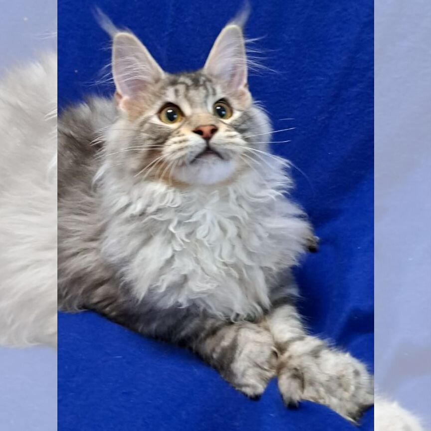 Мейн-кун котёнок