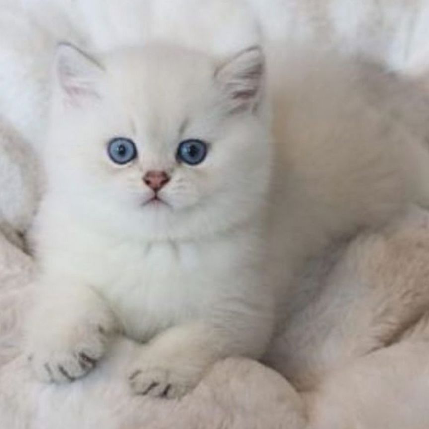 Британские котята