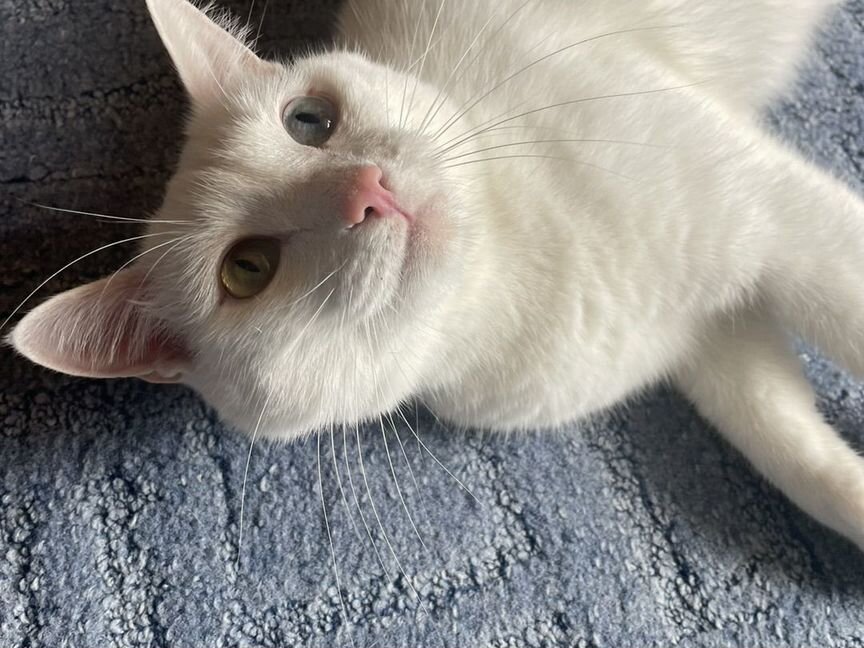 Кот Као мани