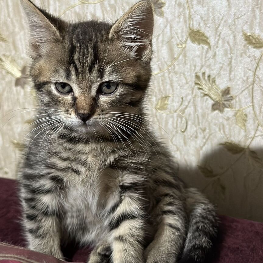 Котенок