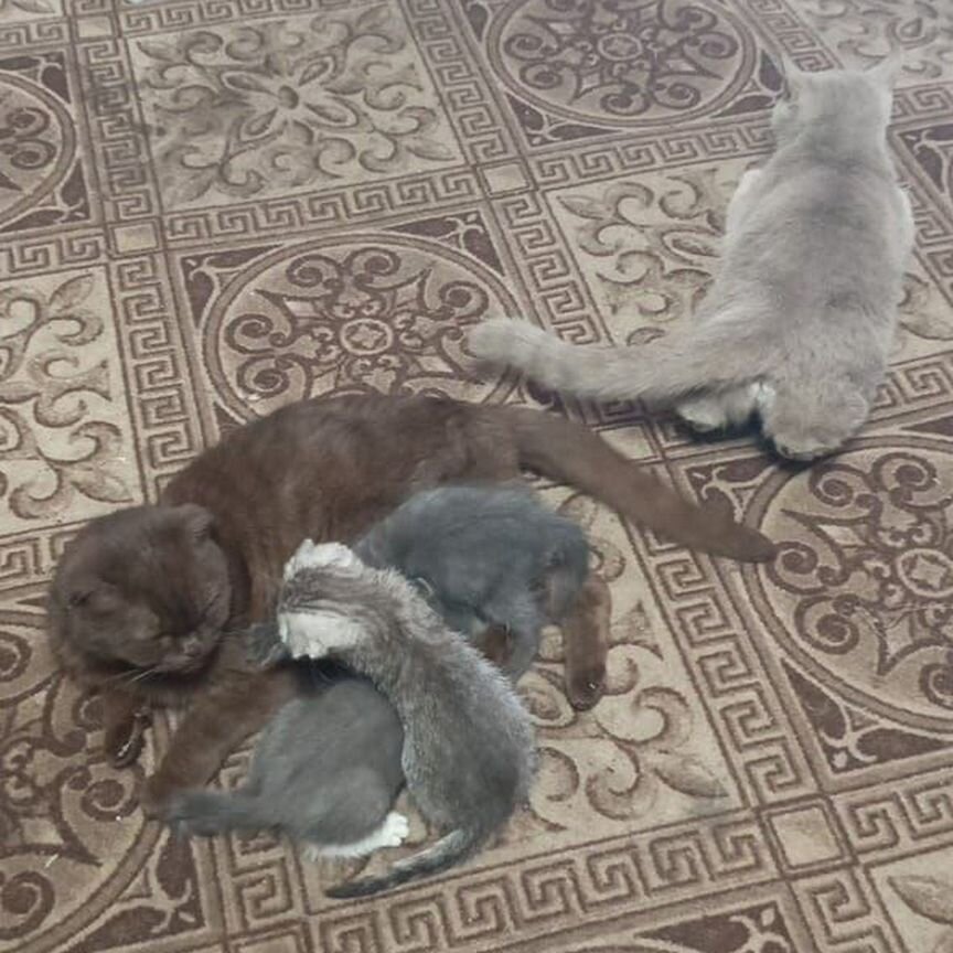 Отдам кота в добрые руки