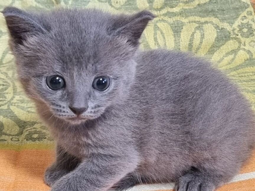 Русская голубая котята в резерве