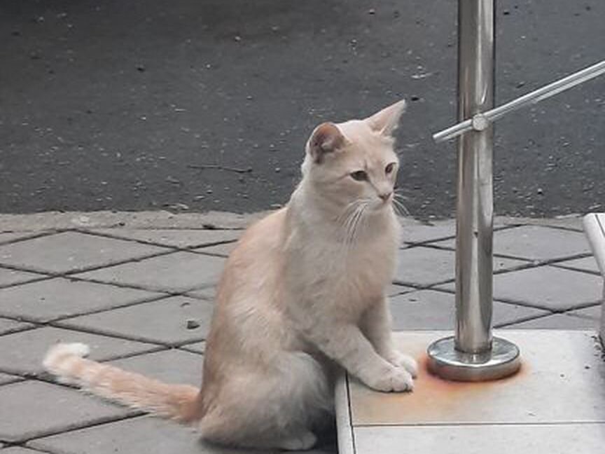 Кот персиковый палевый
