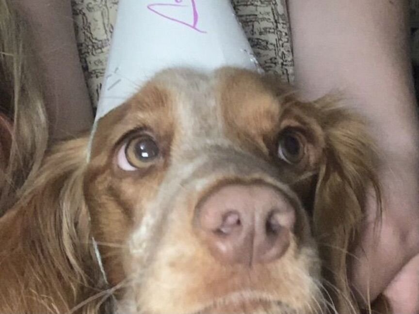 Щенки русского спаниеля