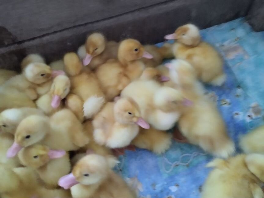 Утята недельные ск 6