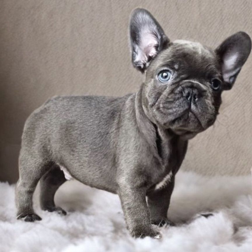 Французский бульдог щенки