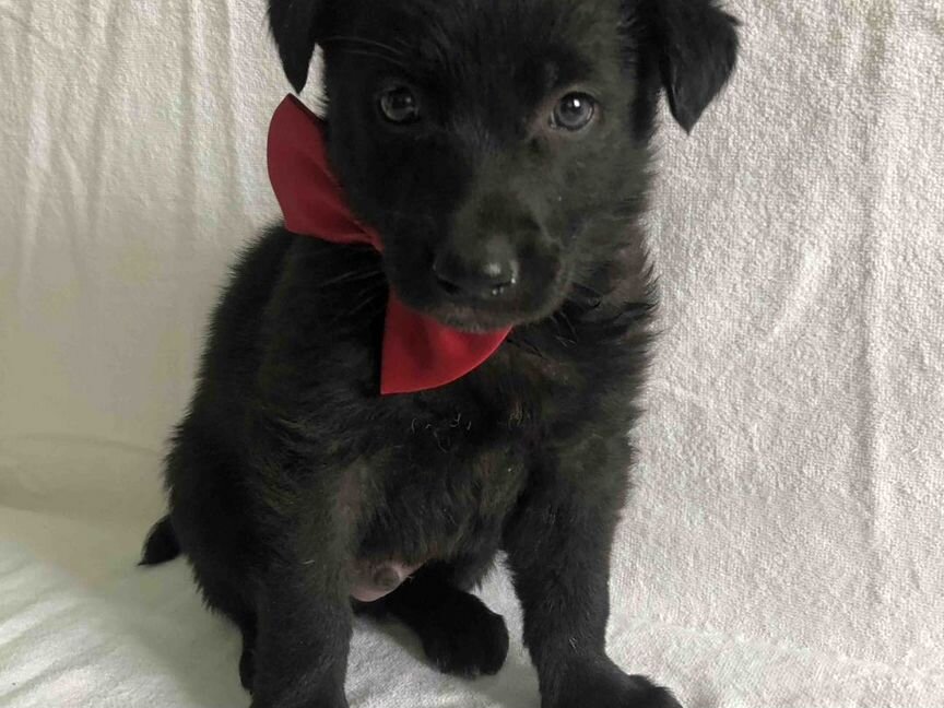 Щенок в добрые руки